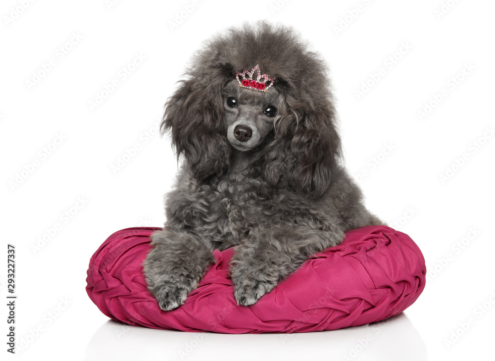 Grey Maltese Poodle