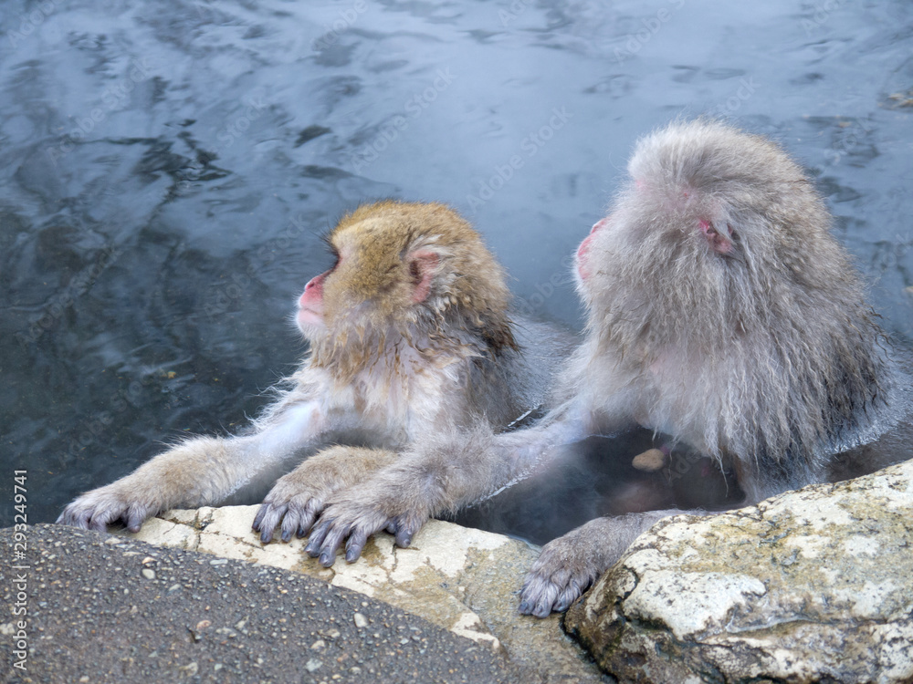 Foto de Two cute Japanese Snow monkeys relaxing in onsen hot spring ...
