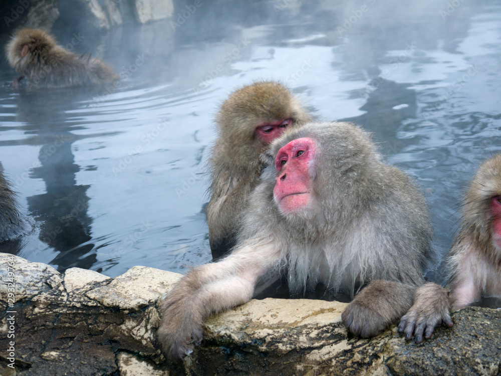 Cute Japanese Snow monkeys relaxing in onsen with steam rising from hot ...