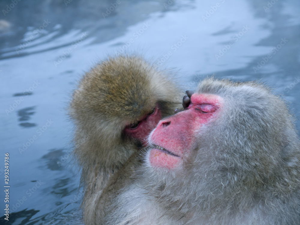 Portrait of Cute red-faced Japanese Snow monkeys looking for lice and ...