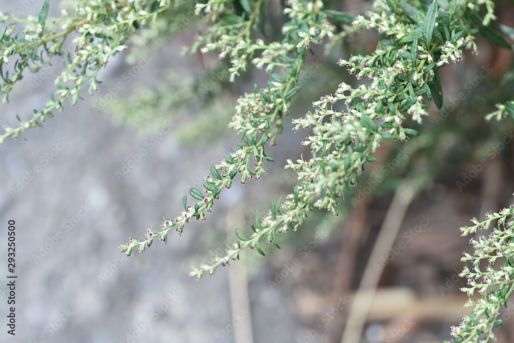 Japanese mugwort flowers / In Japan, the rice cake with the leaves of ...