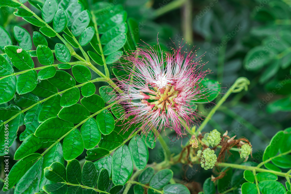 Beautiful pink flower of Rain Tree, East Indian Walnut, Monkey Pod ...