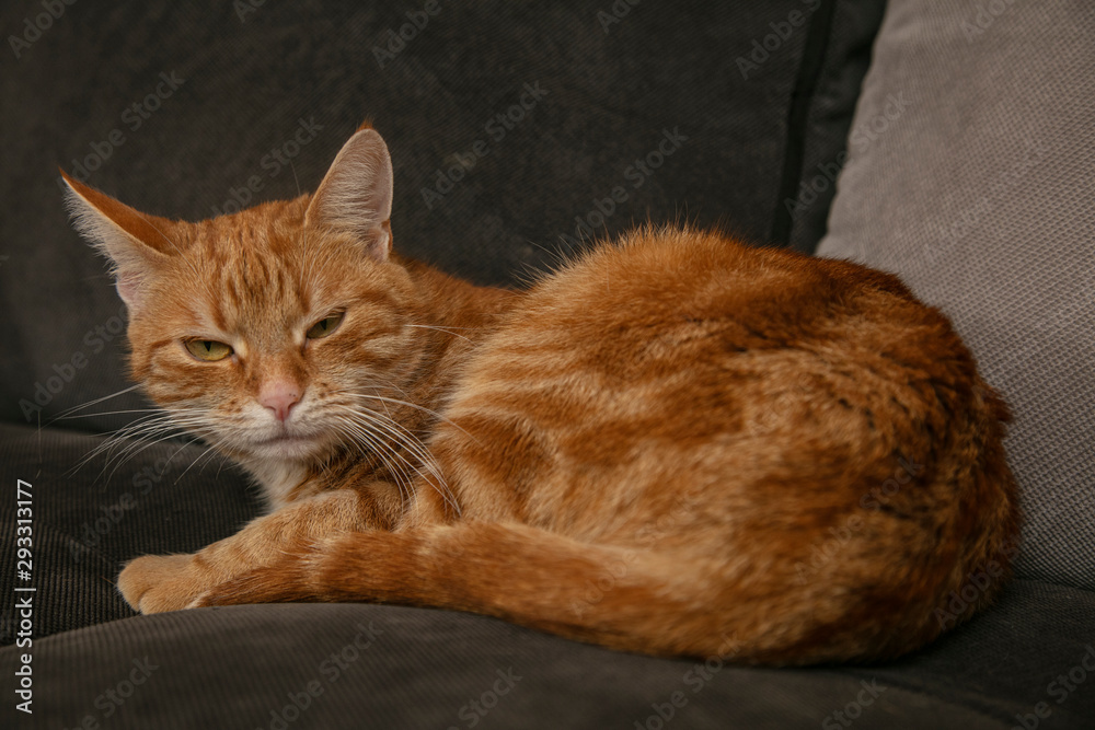 beautiful young red-haired cat poses for a photo Stock Photo | Adobe Stock