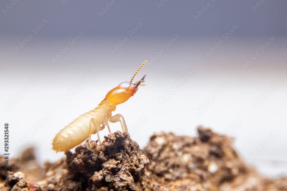 The small termite on decaying timber. The termite on the ground is ...