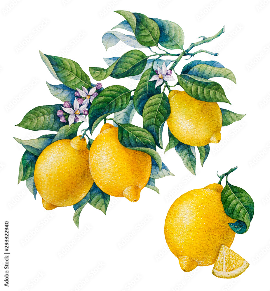Lemon Botanical Illustration