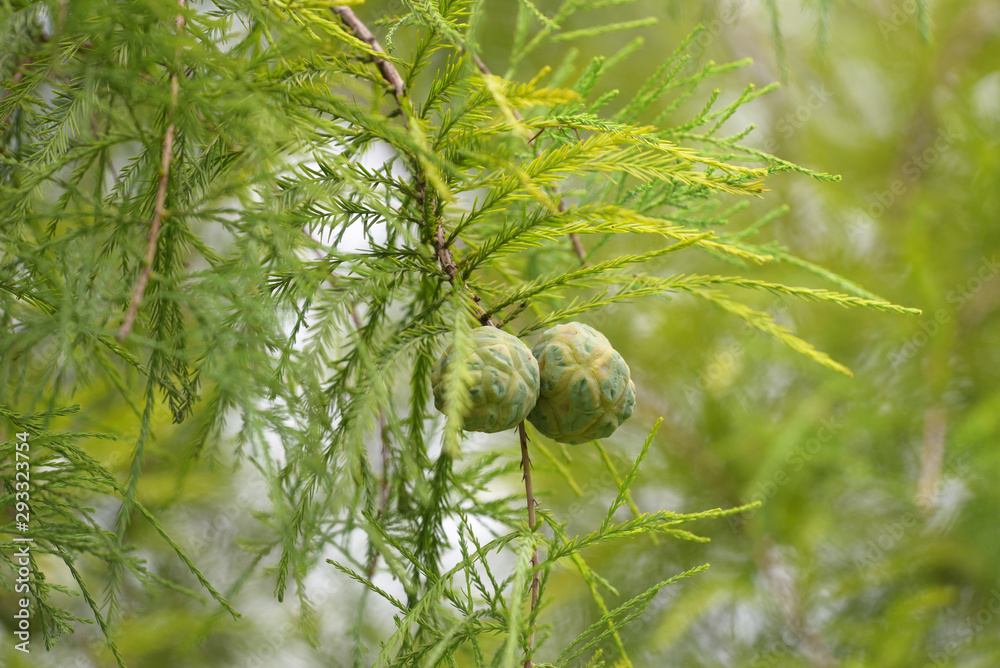 Young fruits of bald cypress,Taxodium distichum, on the branch Stock ...