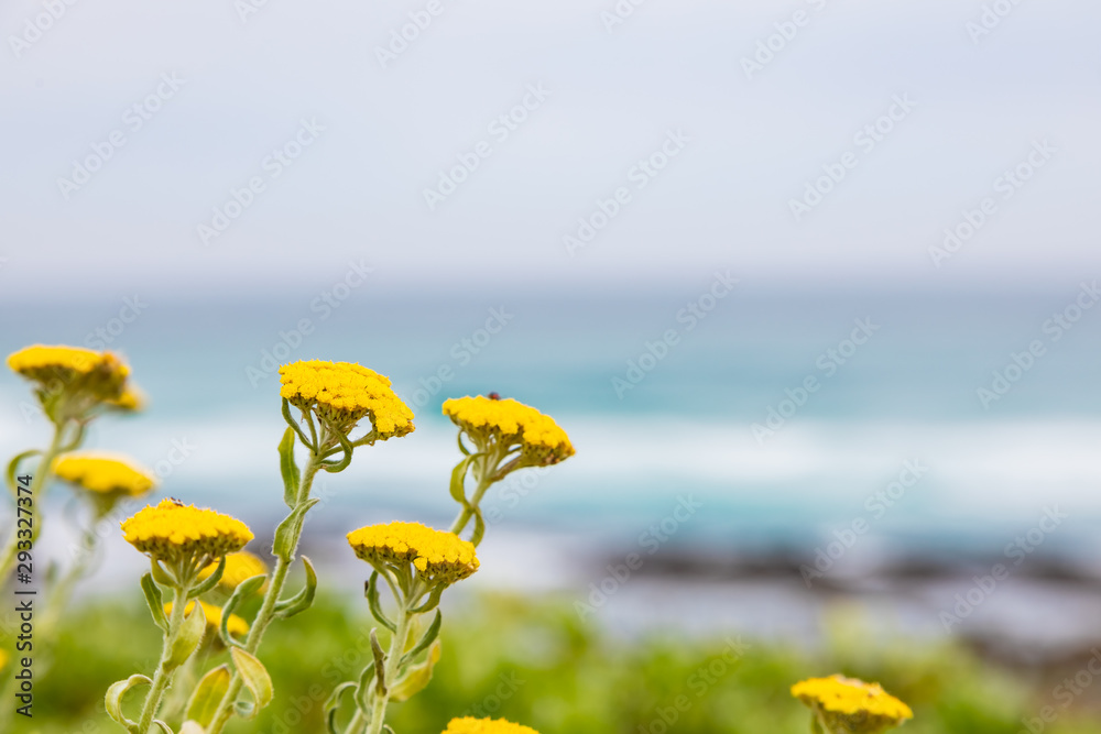 Yellow Coastal Fynbos Flowers On A Beach In Cape Town Stock, 47% OFF