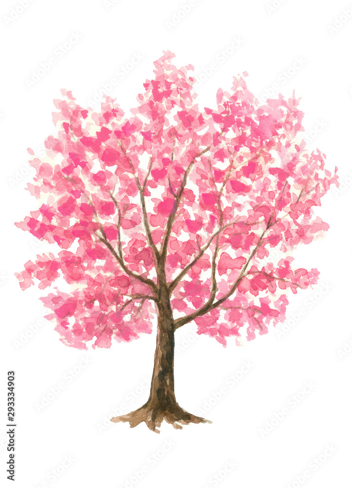 Pink Cherry Blossom tree watercolor painting hand drawn on isolated ...