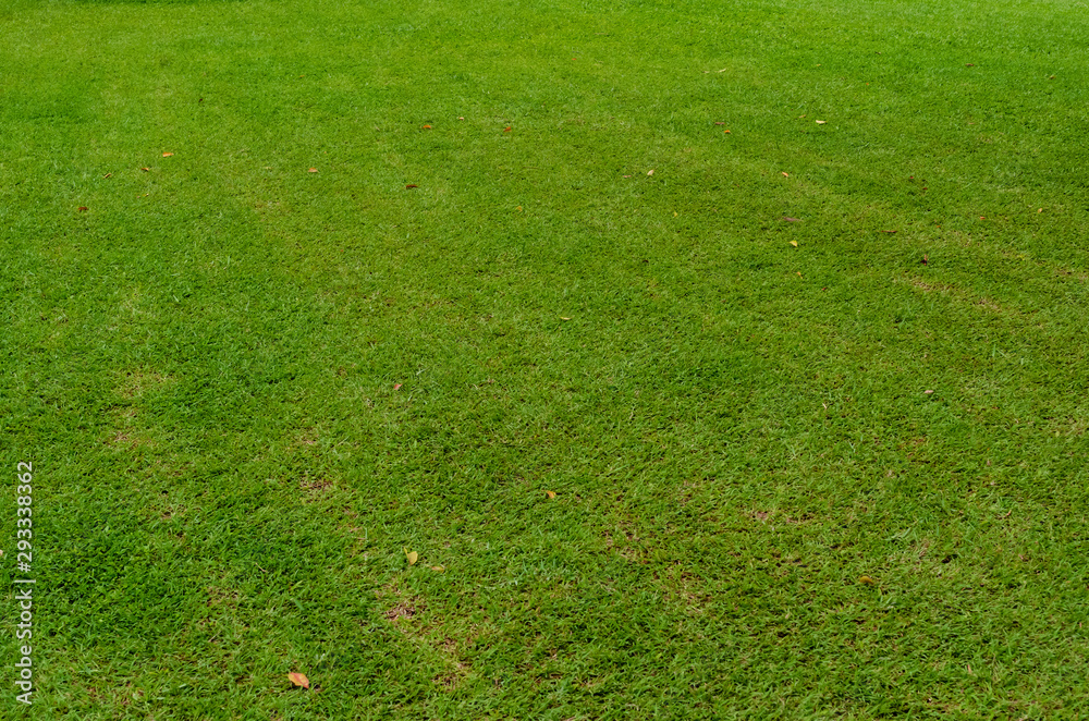 Green grass texture for background. Green lawn pattern and texture ...