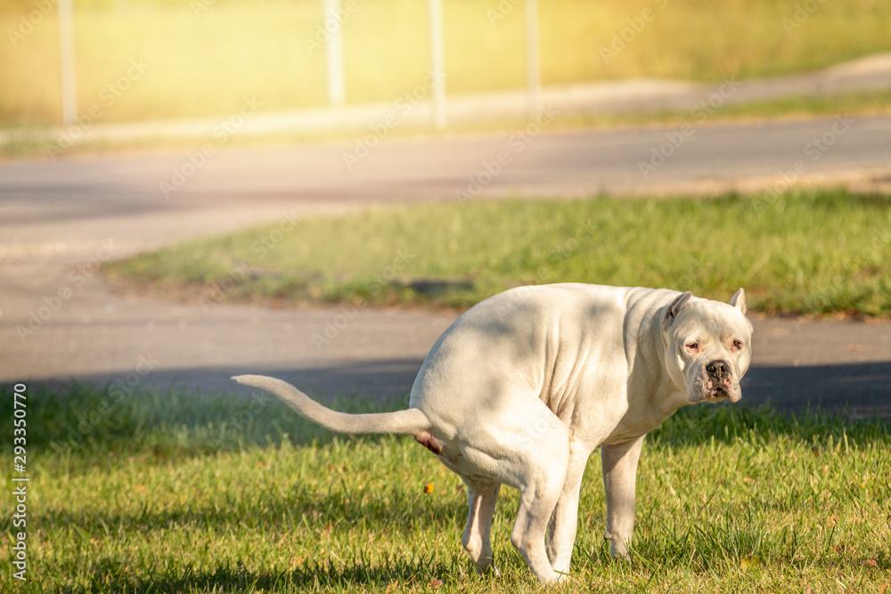 Dog Pooping At Grass Field Stock Photo Adobe Stock dog-pooping-at-grass-field-stock-photo-adobe-stock
