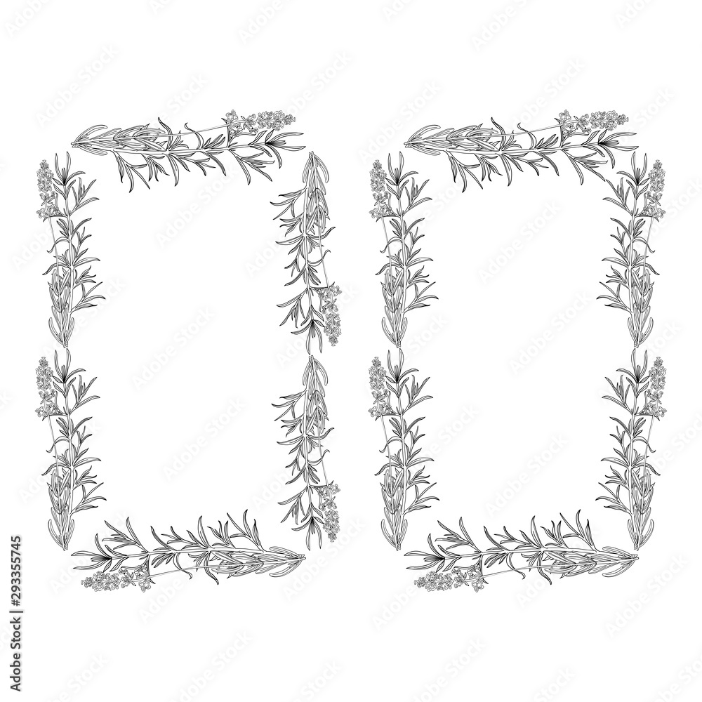 Herbal frame, vector hand drawn graphic assorted herbs and old style ...