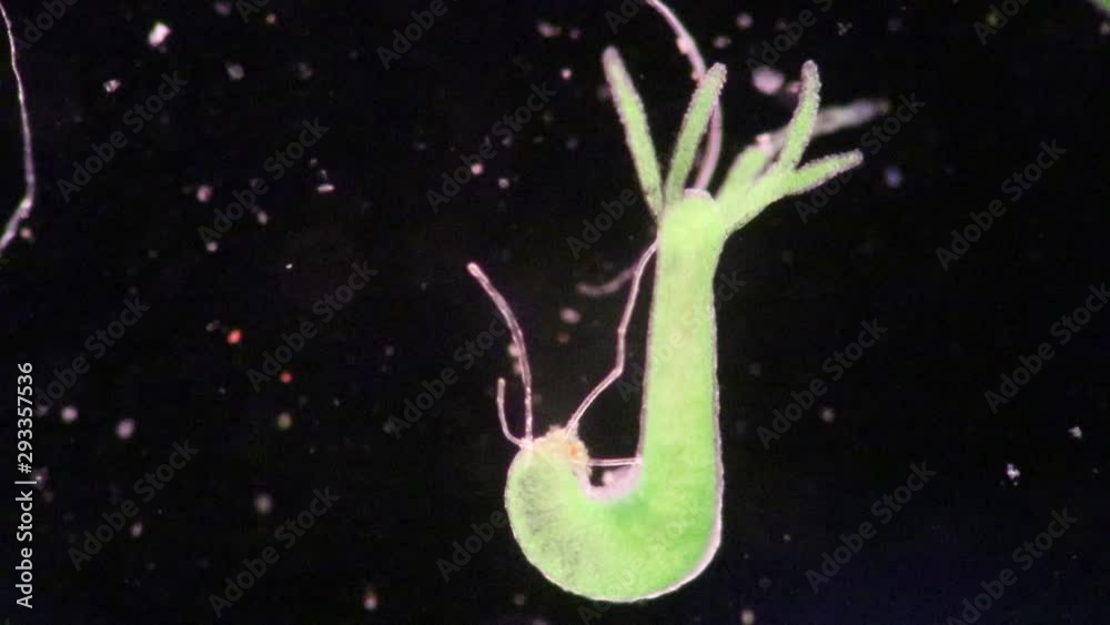 Hydra is a genus of small, fresh-water animals of the phylum Cnidaria ...