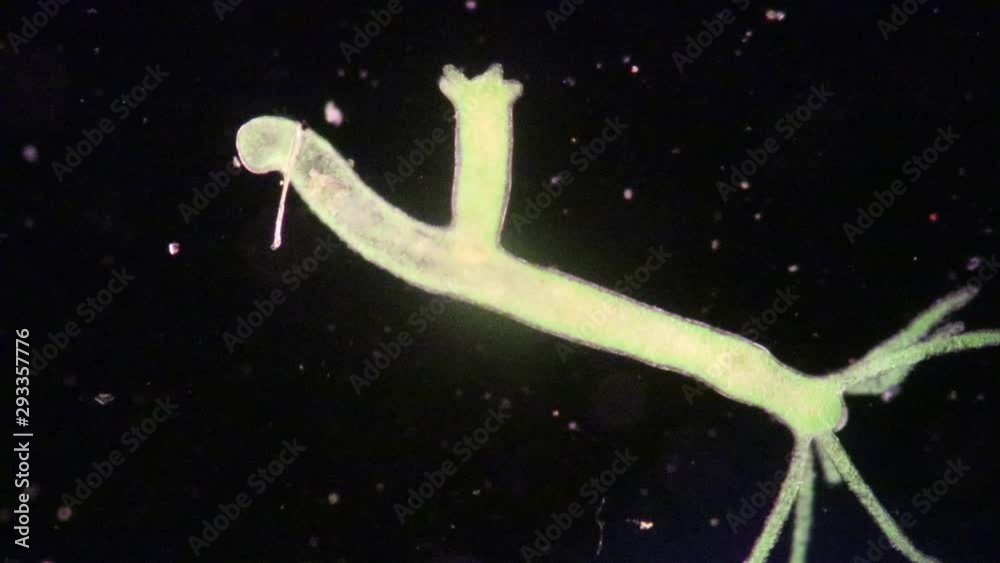 Hydra is a genus of small, fresh-water animals of the phylum Cnidaria ...