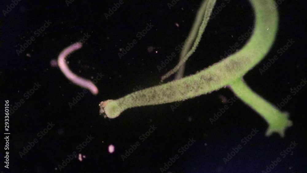 Hydra is a genus of small, fresh-water animals of the phylum Cnidaria ...