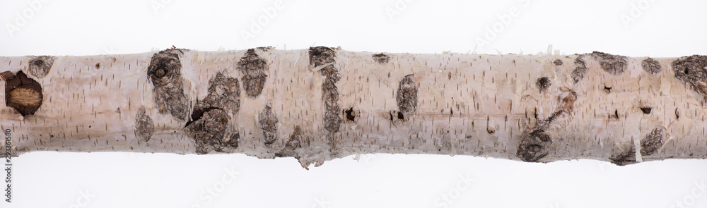Poster birch trunk with birch bark isolated on white background – Wall ...