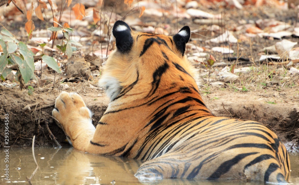 A tiger (Panthera Tigris Tigris) showing her back and her royal black ...