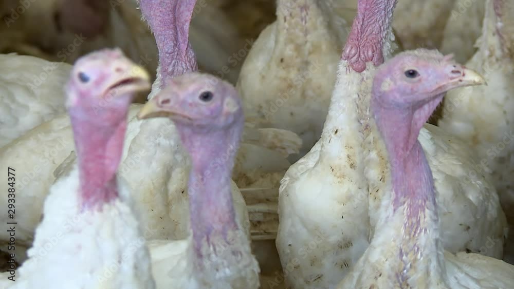 Group Of Turkeys At Farm. Many turkeys on the farm. Great white turkeys ...