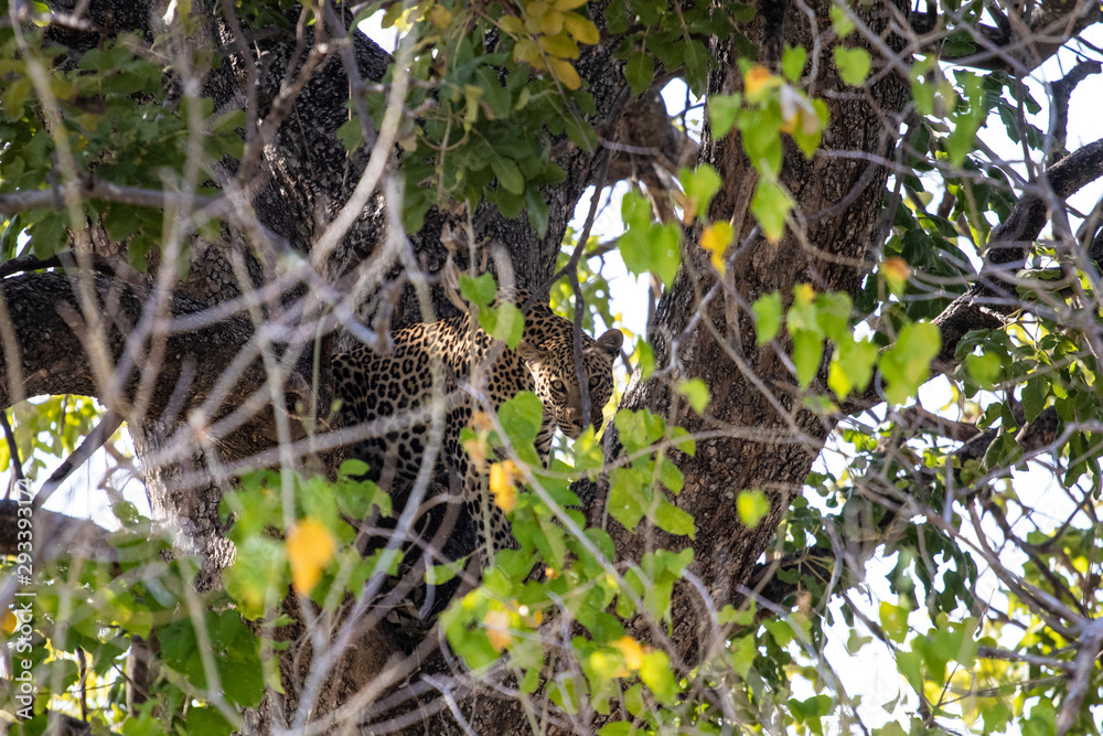 leopard hidden on a camouflaged tree, leopard snout looks at the lens ...