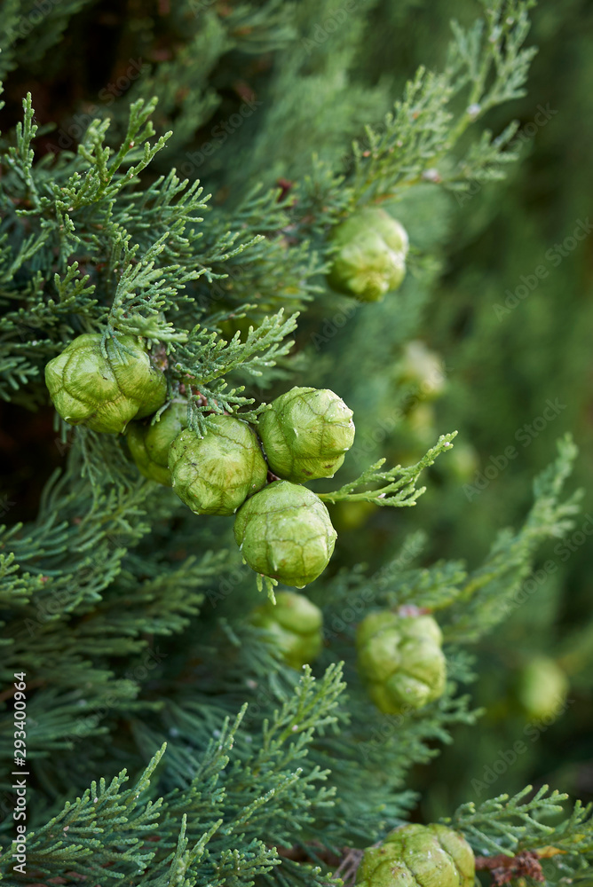 Cupressus sempervirens Stock Photo | Adobe Stock