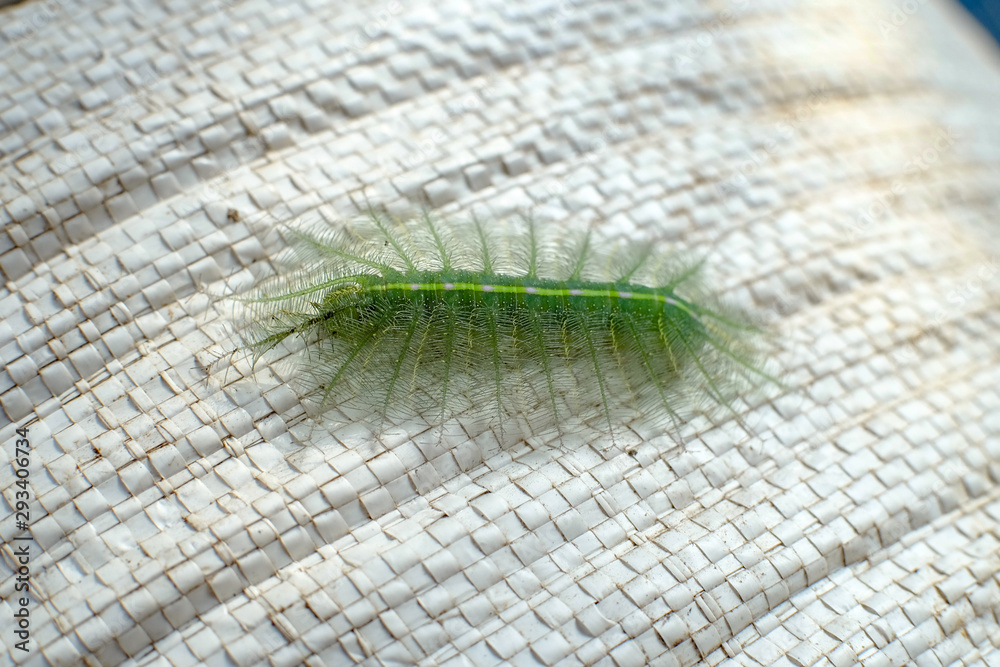 A single common Baron caterpillar hatches from underneath a leaf, as ...