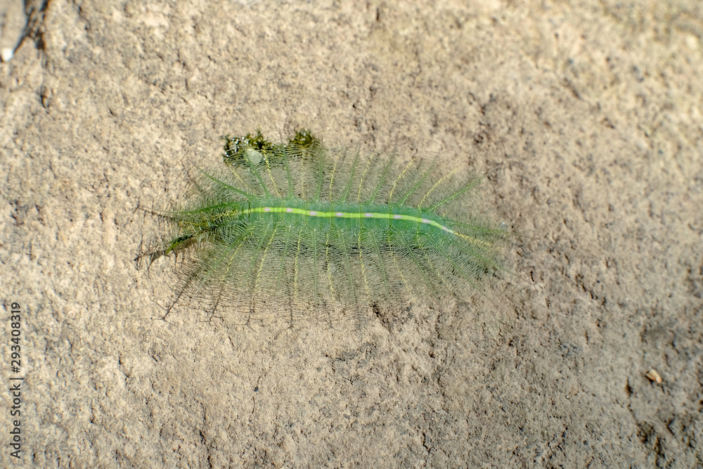 A single common Baron caterpillar hatches from underneath a leaf, as ...