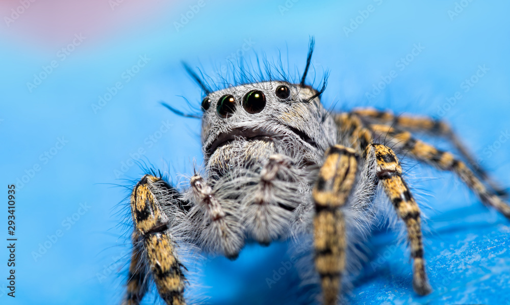 Spider With Blue Eyes