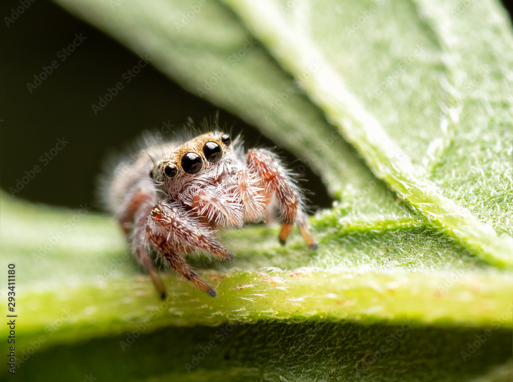 Very tiny, early instar of a Phidippus princeps jumping spider, sitting ...