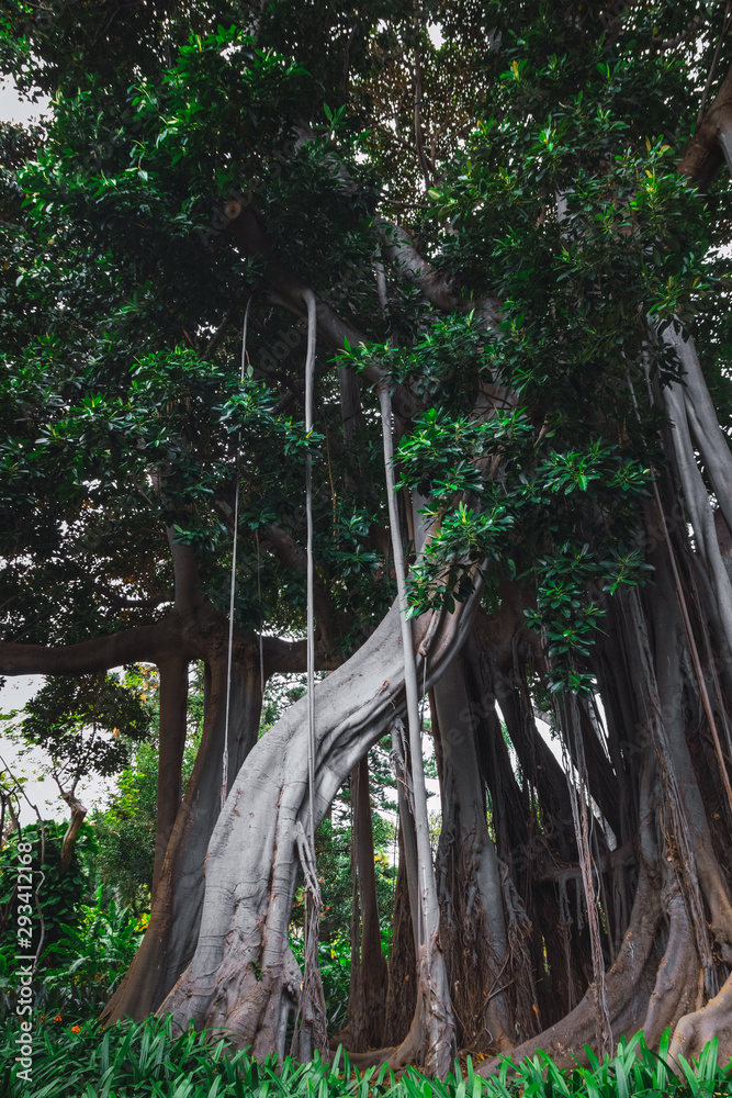 Ficus macrophylla f. columnaris, La estrategia del gigante, giant trees ...