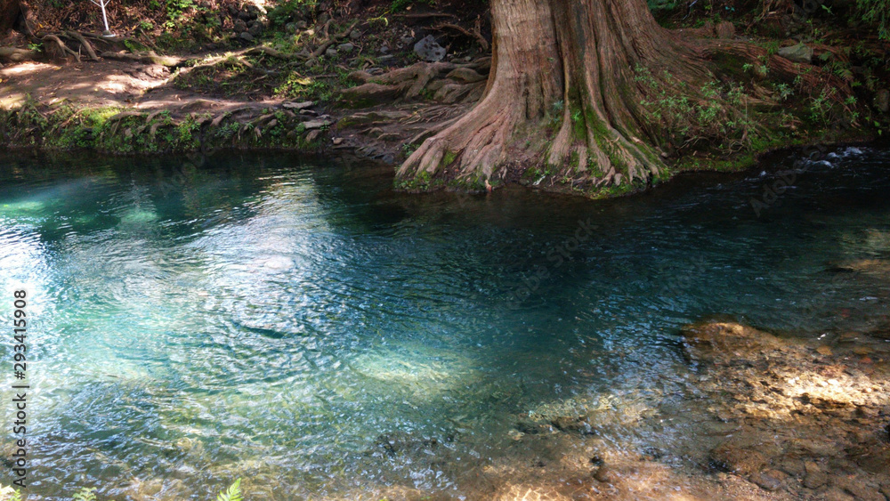 enorme y viejo árbol a orillas de un río Stock Photo | Adobe Stock