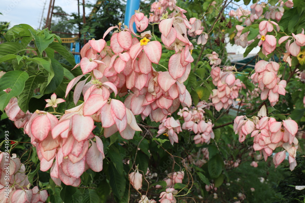 Mussaenda flower plant Mussaenda Dona a genus of flowering plants in ...