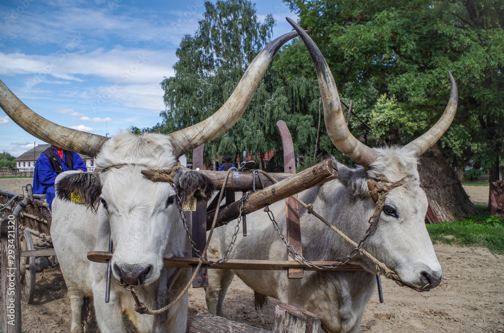Cow Pulling Cart