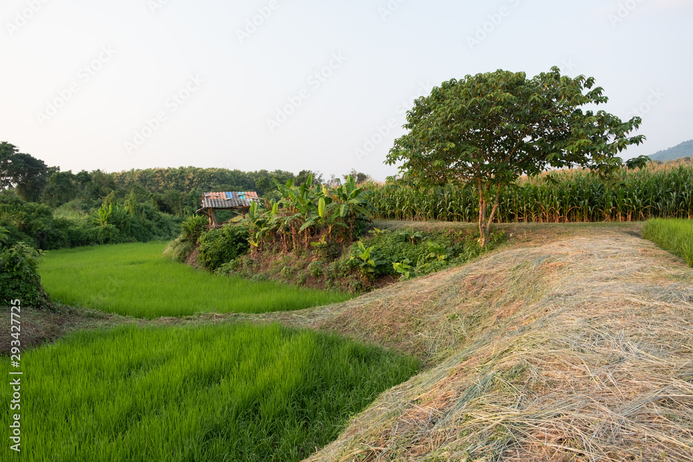 Rice growing in rice fields,Is a mixed agriculture,With a cottage to ...