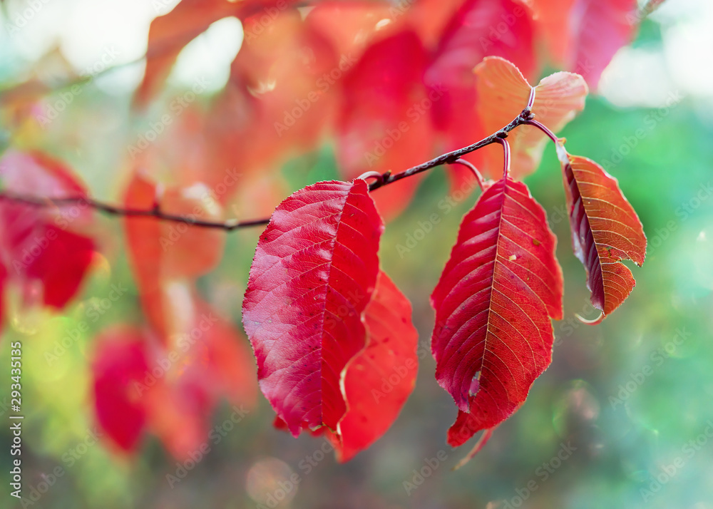 Prunus Pensylvanica Tree