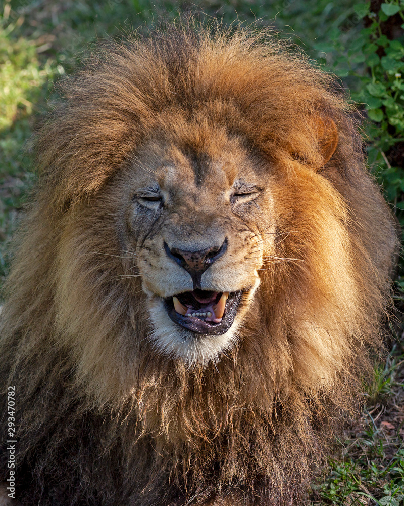 Today is the best day of the year, happy international lion day ...