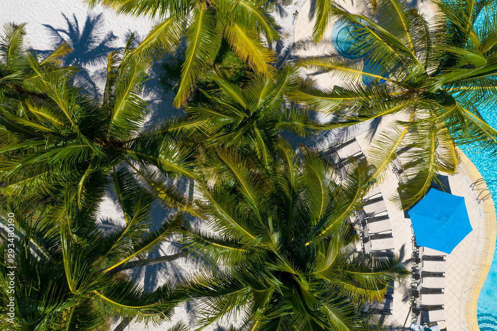 Bird`s eye point of view of palm tree leaves from the sky and a ...