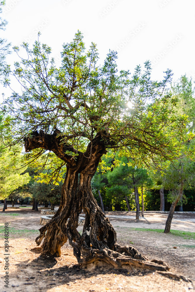 Poster Centennial tree of the carob tree with aged trunk, Ceratonia ...