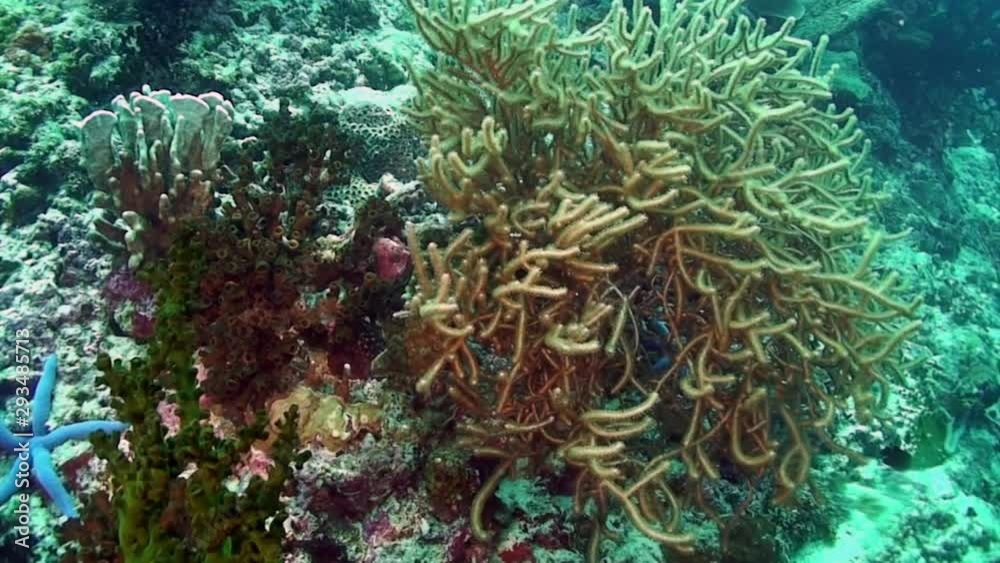 Underwater unique green tropical coral Gorgonaria on seabed in marine ...
