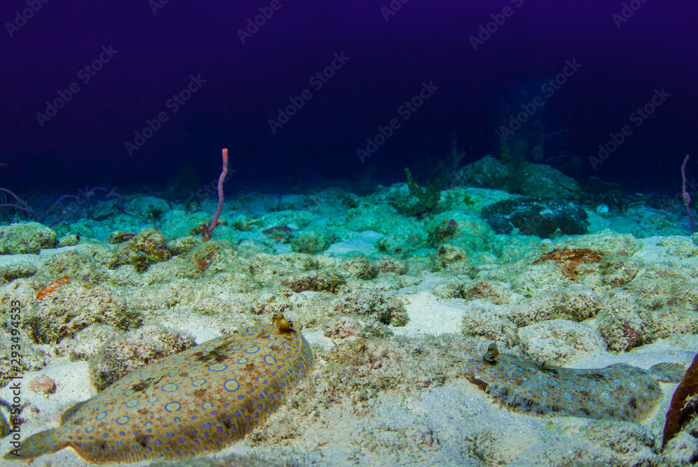 The odd shaped fish living on the sand floor are called peacock ...