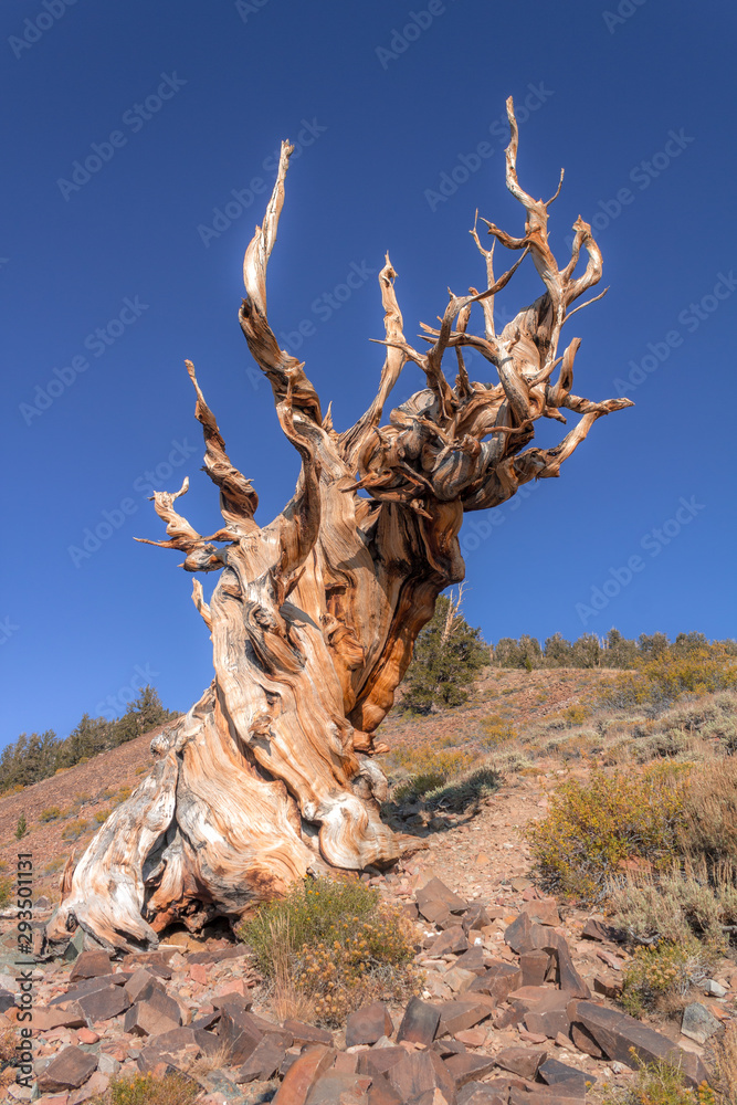 bristlecone pine tree Stock Photo | Adobe Stock
