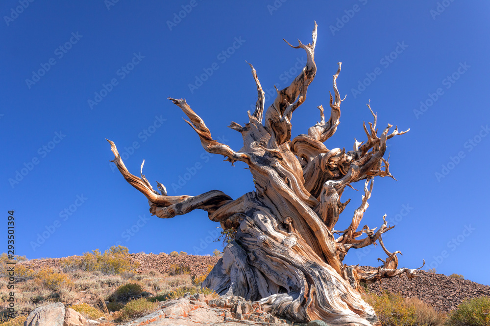 Bristlecone Pine Tree Stock Photo | Adobe Stock