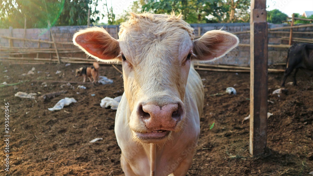 Tak Beef Cattle is a large cow, very popular in Thailand. Stock Photo ...