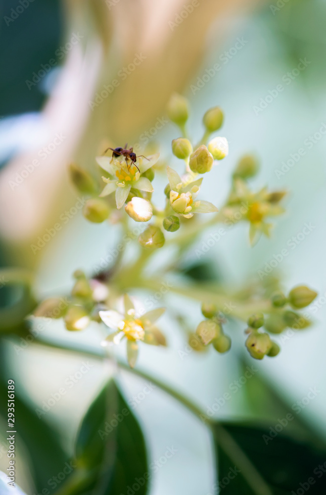 mexicola avocado tree set with buds and flowers in springtime, green ...