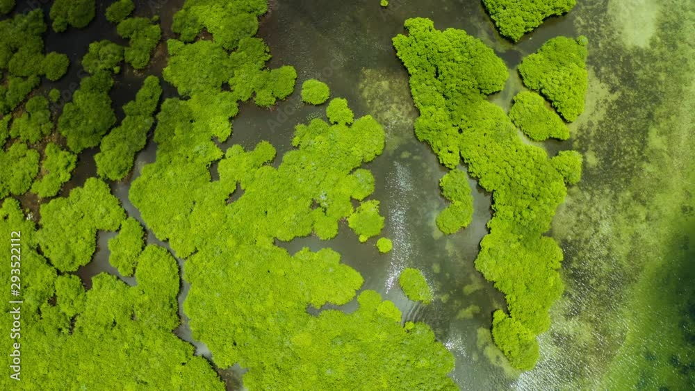 Mangrove trees in the water on a tropical island. An ecosystem in the ...