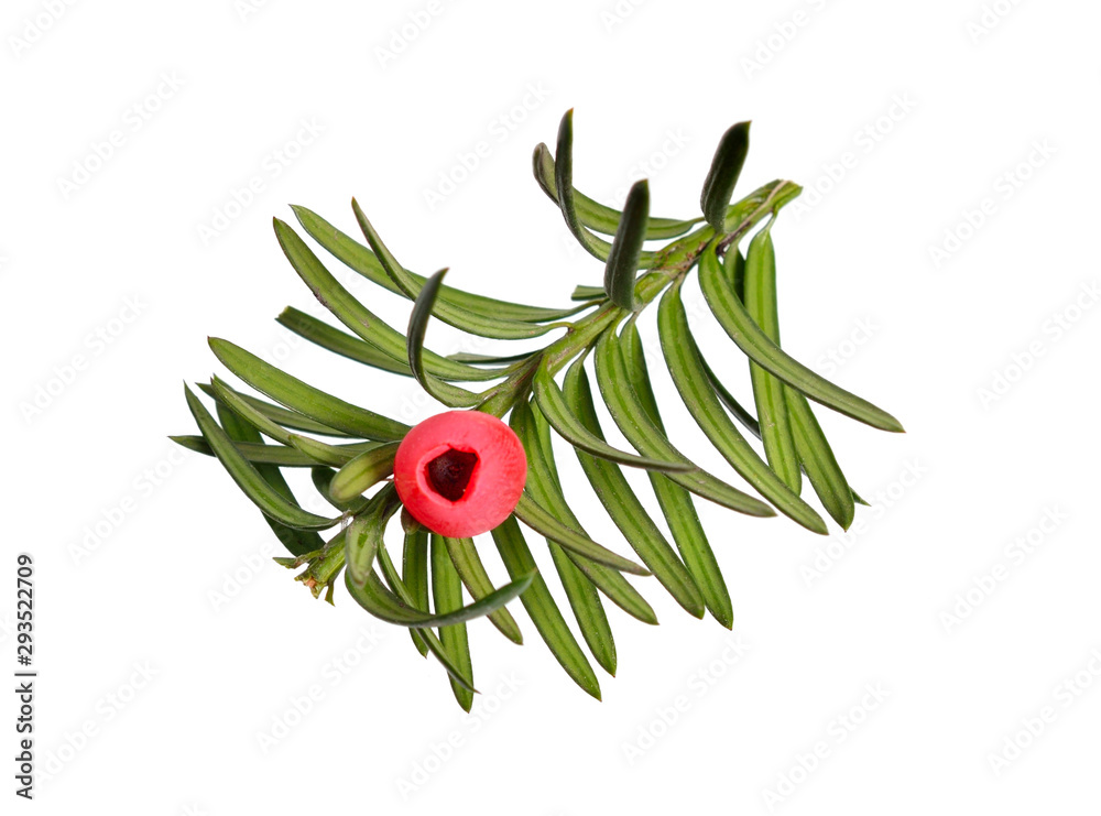 Taxus baccata known as yew, English yew or European yew. Isolated on ...