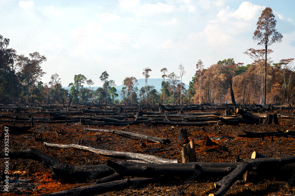 Wood cutting, burning wood, destroying the environment.Area of illegal ...