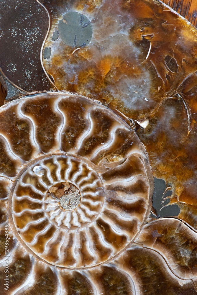 Ancient ammonites, also referred to as ammonoidea or ammonoids, are an ...