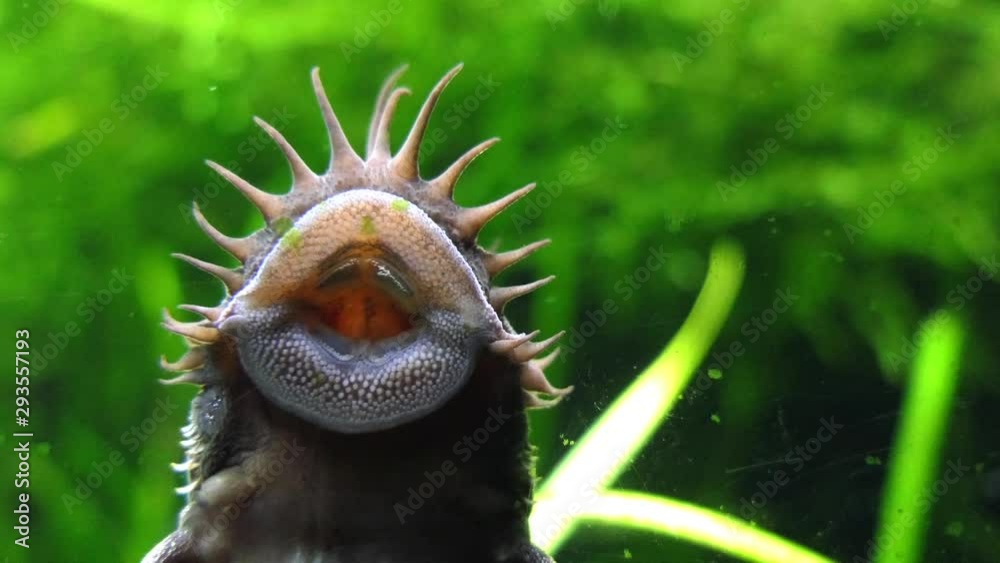 Corydoras paleatus is a species of catfish (order Siluriformes) of the ...