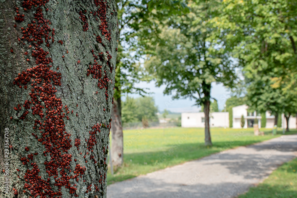 Many firebugs on a tree in different stages of development. Close-up ...