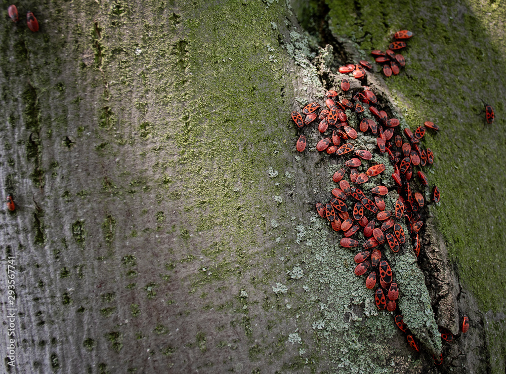Many firebugs on a tree in different stages of development. Close-up ...