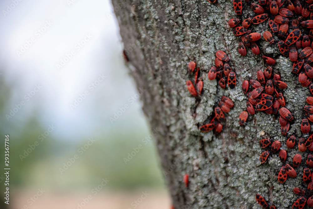 Many firebugs on a tree in different stages of development. Close-up ...